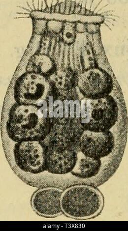 . Sterben Süsswasserfauna Deutschlands: eine Exkursionsfauna. Süßwasser ...