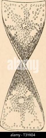 . Abb. 281. Peponia barbadensis Grev. Abb. 282. Streptotheca Thamesis ...