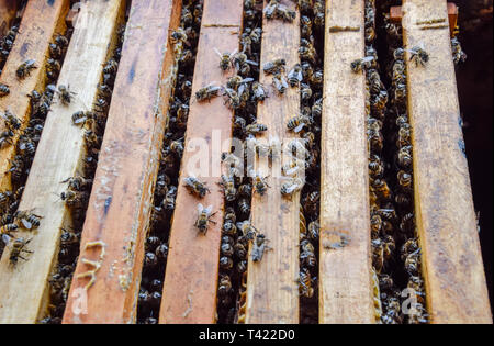 Offenen Bienenstock. Brett mit Waben im Bienenstock. Die Bienen ...