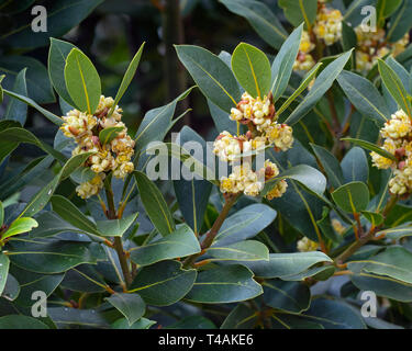 Lorbeerbaum in Blume, Laurus Nobilis, Lauraceae. Aka. Sweet Bay, echter ...