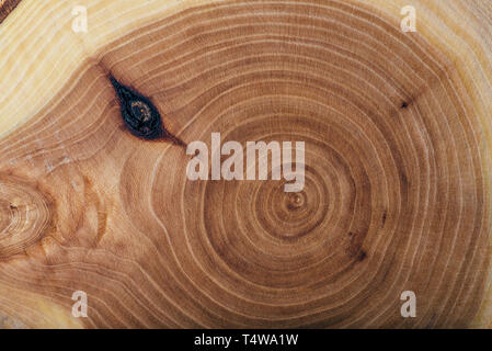 Esche platte Textur mit Jahresringe, Hintergrund oder Tapeten ...