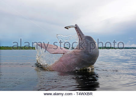 Jagd Amazonas Delphin (rosa Amazonas Delfin) (Inia Geoffrensis), Rio ...
