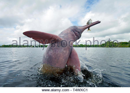 Jagd Amazonas Delphin (rosa Amazonas Delfin) (Inia Geoffrensis), Rio ...