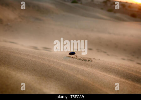 Schwarze Käfer (darkling Käfer, Blaps gigas) durchstreifen Sand der ...