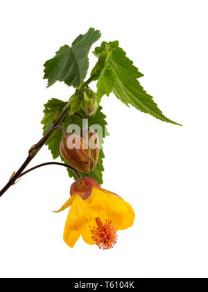 Blumen von lax Wand Strauch, Frameworks "Walzer Stockfotografie - Alamy