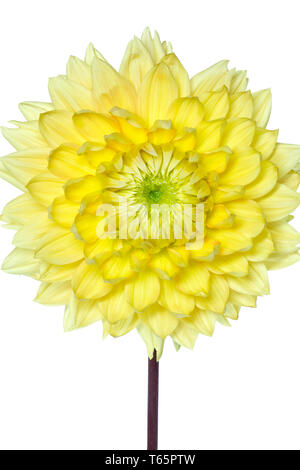 Blühende Dahlie Blume Stockfotografie - Alamy