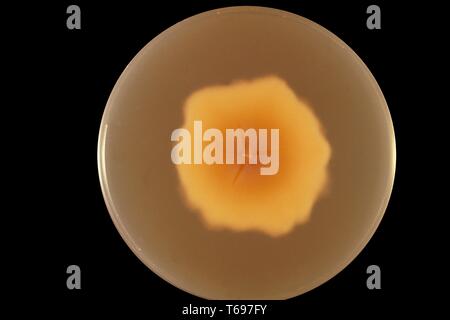 Microsporum persicolor Pilz wächst auf einem Dextrose Agar platte ...