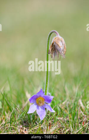 Blühende und blasse Blume lila pasque - Blume Stockfotografie - Alamy