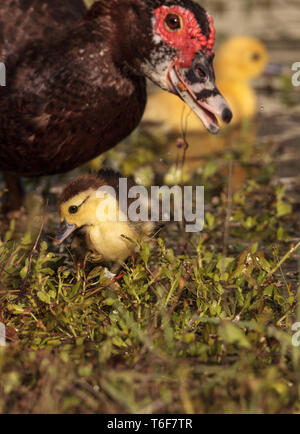 Muscovy duck Mutter mit Küken. Entenküken eines Moschus Ente ...