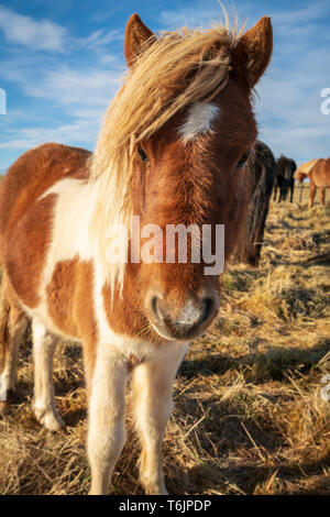 Reiten im Süden Islands. Fossness Farm. Der Anführer der Lose Pferde ...