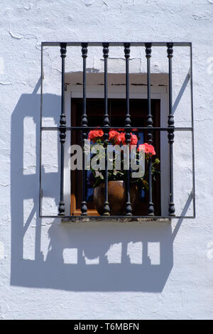 Blumen in der Ortschaft Comares, Axarquia, Malaga, Andalusien, Costa ...