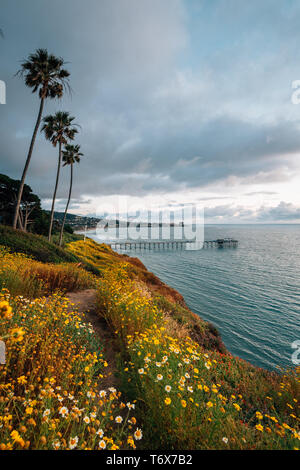 Blumen und Anzeigen des Scripps Pier bei Sonnenuntergang in La Jolla ...