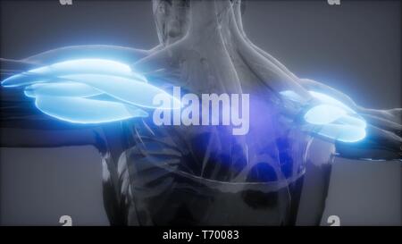 Oberarm - Sichtbare Muskel Anatomie Karte Stockfotografie - Alamy