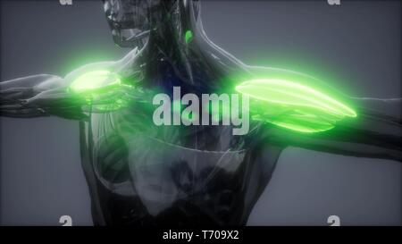 Oberarm - Sichtbare Muskel Anatomie Karte Stockfotografie - Alamy