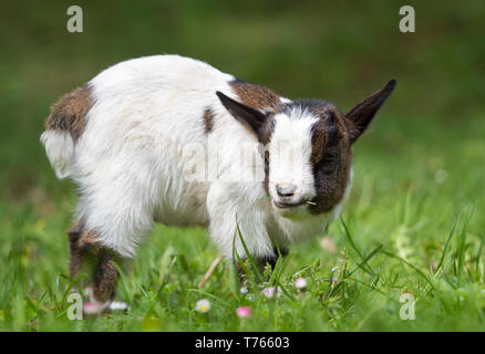 kleine niedliche weiße Baby-Ziege zu Fuß auf der Straße Stockfotografie ...