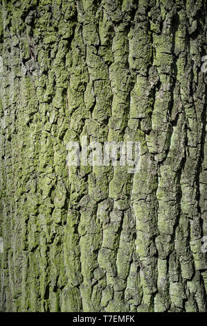 Pappel Baum Rinde oder Borke mit grünem Moos Textur Detail im Frühjahr ...