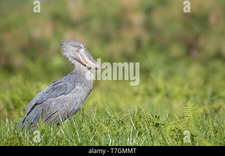 Schuhschnabel (Balaeniceps Rex) ist ein riesiger Vogel mit ...