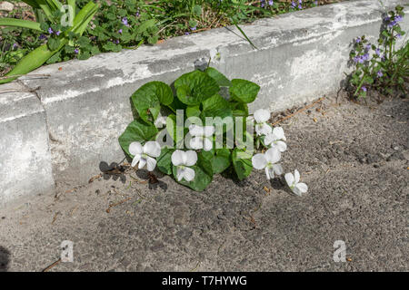Viola odorata 'Alba', weiße Blüten im Frühling Garten wachsen. Deutsch ...