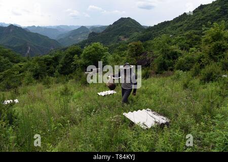 Huixian, China. 10. Mai 2019. Imker Zhou Zhongyi einer Biene Anbau ...