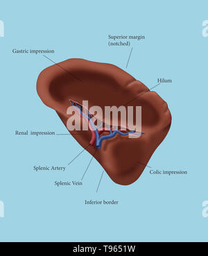 Abbildung: die Milz, mit verschiedenen Teile gekennzeichnet ...