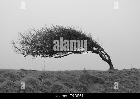 Baum gebogen durch den Wind, krumm, Baum, Bäume, Akazie, Wüste, Ägypten ...