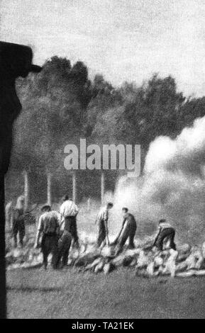 Häftlinge im KZ Auschwitz nach ihrer Befreiung durch die russische ...