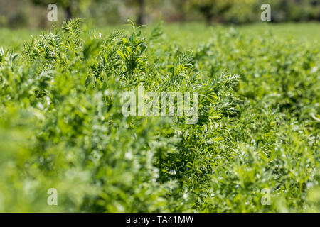 In der Nähe der Linse Pflanze mit weißen Blüten. Linsen Feld Stockfoto ...