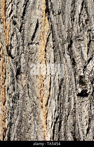 Baum Rinde eines Robinie Stockfotografie - Alamy