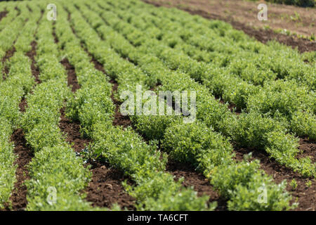 Linsen- Feld. Reihen von Linsen Pflanzen Stockfotografie - Alamy