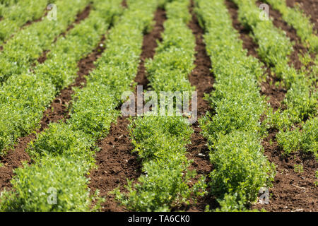 Linsen- Feld. Reihen von Linsen Pflanzen. Landwirtschaft ...