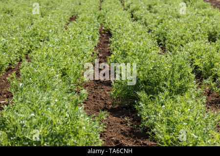 Linsen- Feld. Reihen von Linsen Pflanzen Stockfotografie - Alamy