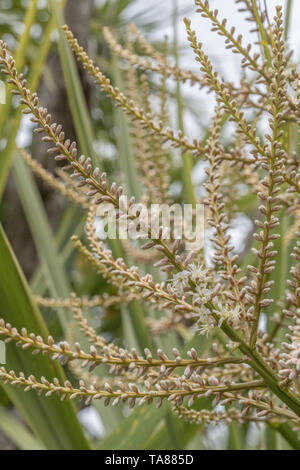 Blühende Spitzen der Cordyline australis in Cornwall, UK. Diese Pflanze ...