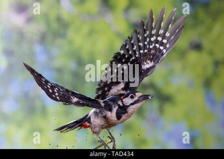 Buntspecht, Männlich, Flug, Buntspecht, Männchen, Flug, Flugbild ...