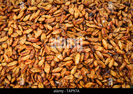 Insekten essen essen gebraten auf Platte Thailand thai thailändischen ...
