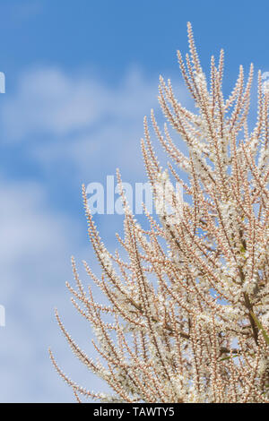 Blühende Spitzen der Cordyline australis in Cornwall, UK. Diese Pflanze ...
