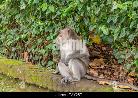 Affen, Insel Bali, Indonesien Stockfoto, Bild: 65864367 - Alamy