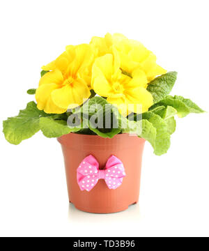 Schöne gelbe Primel im Blumentopf auf Holztisch auf grünem Hintergrund ...