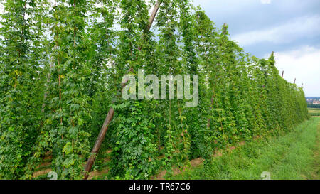 Landwirtschaft, Hopfen, Hopfenanbau in Hallertau, Linhart Hopfendarre ...