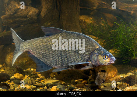 Brachsen, Brassen, Brachsen, Brassen, Blei, Abramis Brama, Brème ...