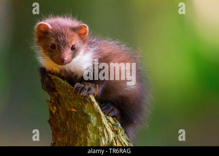junge Steinmarder mit toten Vogel in Mund / Martes Foina ...