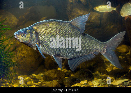 Brachsen, Brassen, Brachsen, Brassen, Blei, Abramis Brama, Brème ...