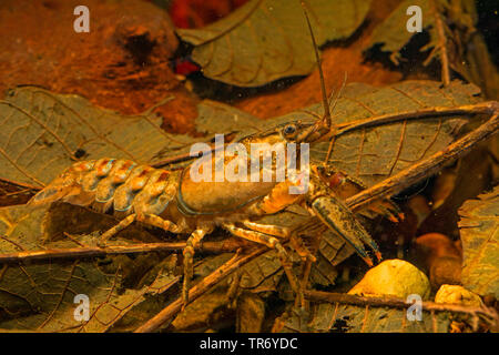 Spinycheek Krebse, amerikanischer Flusskrebs, amerikanische Flusskrebse ...