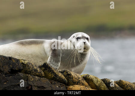 bärtige Siegel (Erignathus Barbatus), gelegen auf Eisscholle, Norwegen ...