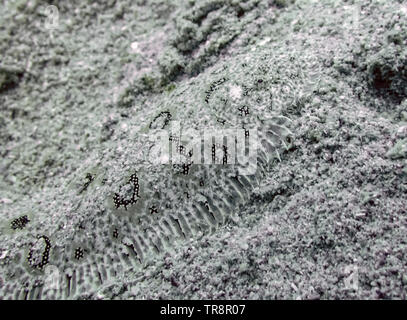 Flache Flunder Fisch harmonisch in den Meeresboden und Sand umarmt nah ...
