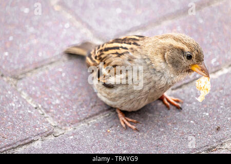Lustige kleine Spatzen Vögel sitzen in einer Gruppe in einem Frühling ...
