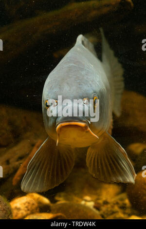 Karpfen, Karpfen, europäischen Karpfen (Cyprinus Carpio), an der ...