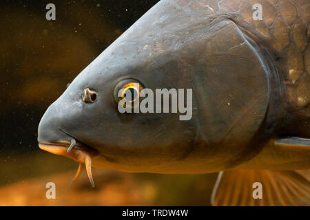 Karpfen, Karpfen, europäischen Karpfen (Cyprinus Carpio), an der ...