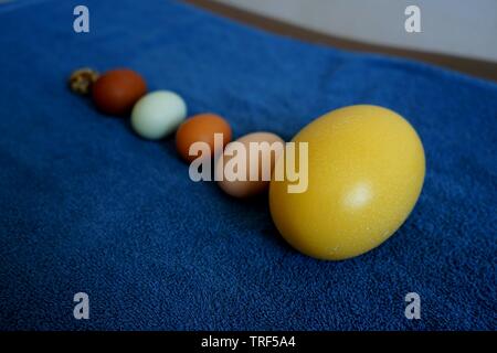 Größenvergleich der Eier von Strauß (größte Ei der Welt), emu ...