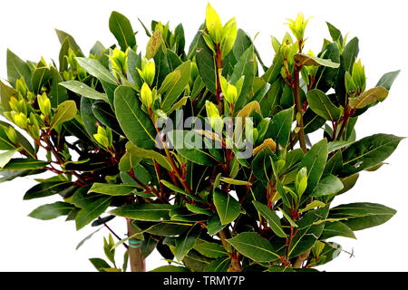 Einen kleinen Lorbeerbaum (Laurus Nobilis) in einem modernen Topf in ...