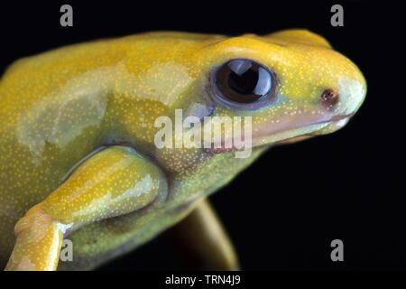 Goldene poison Dart Frosch Dendrobates Auratus giftige Tier mit hellen ...